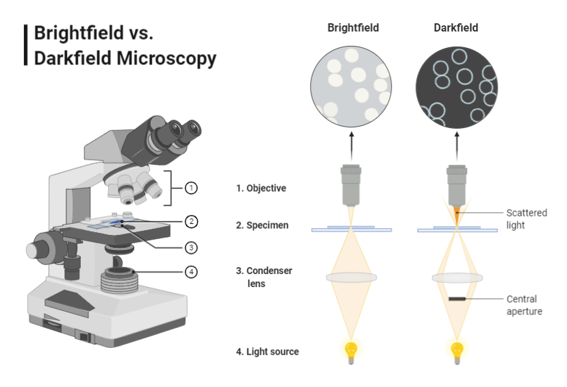 Brightfield vs. Darkfield Microscopy | BioRender Science Templates