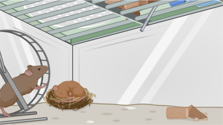 Virtual Background - Mouse Cage | BioRender Science Templates