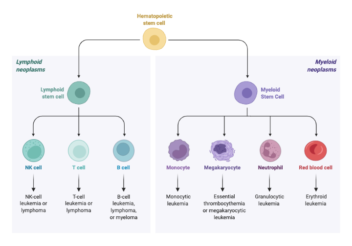 Blood Cancers | BioRender Science Templates