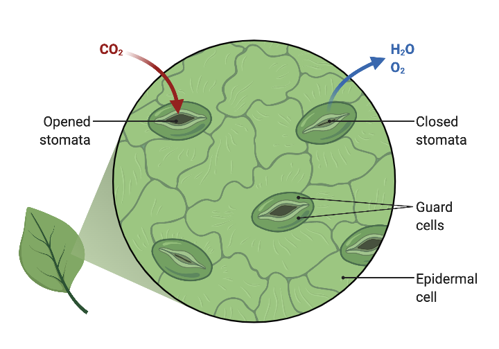 Leaf Surface Structure | BioRender Science Templates