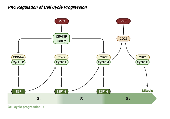 PKC Regulation of Cell Cycle Progression | BioRender Science Templates