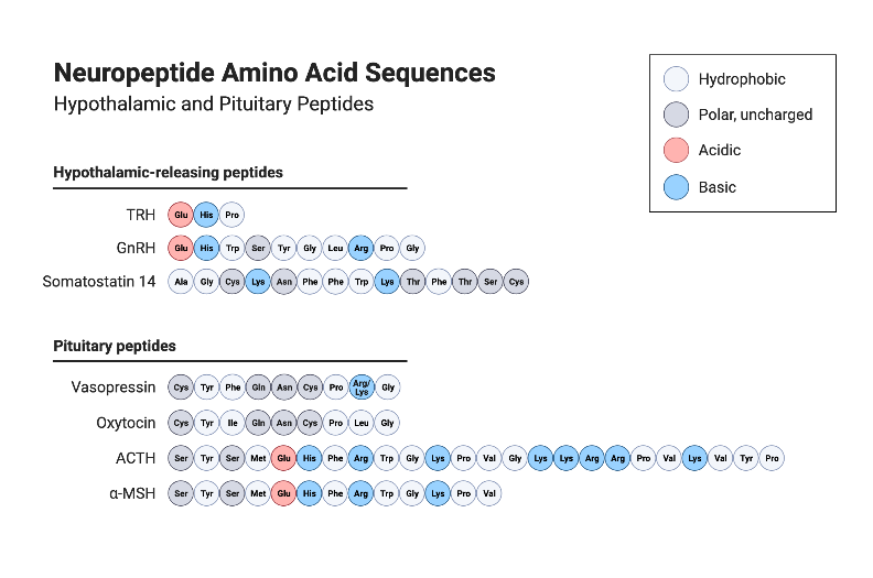 Neuropeptide Amino Acid Sequences - Hypothalamic and Pituitary Peptides ...