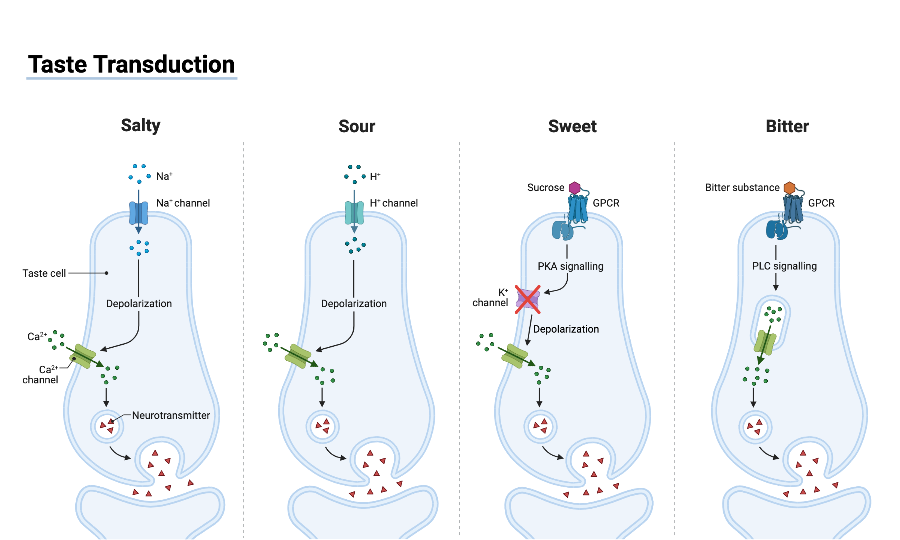 Taste Transduction | BioRender Science Templates
