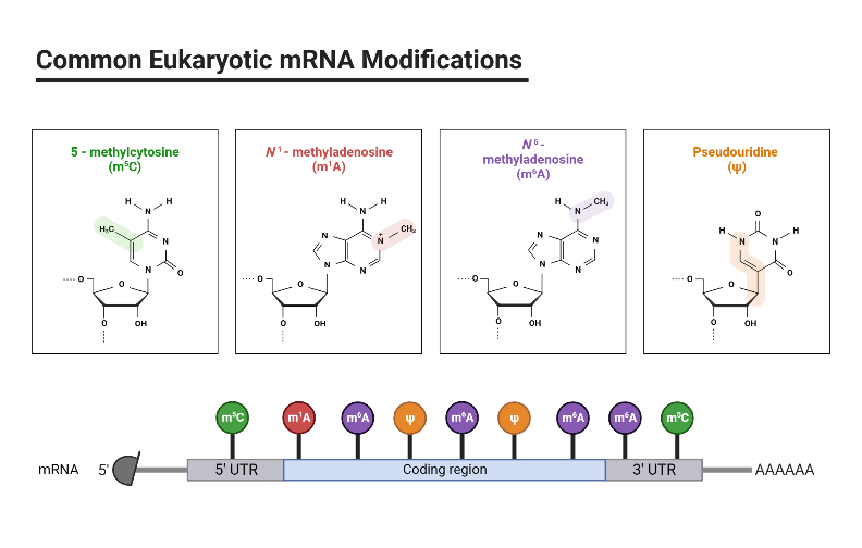 Common Eukaryotic MRNA Modifications BioRender Science Templates