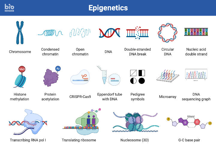 Icon Pack - Epigenetics | BioRender Science Templates