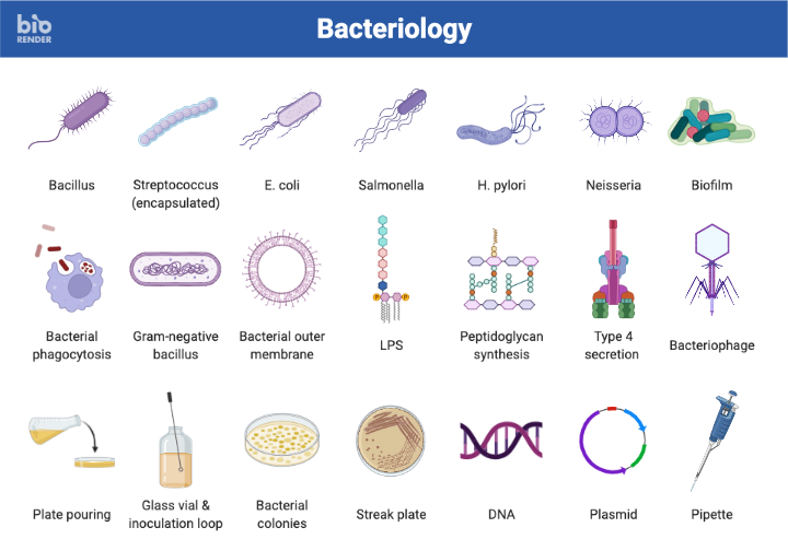 Icon Pack - Bacteriology | BioRender Science Templates