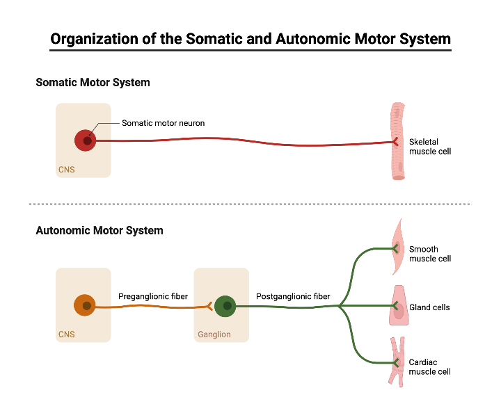 Organization of the Somatic and Autonomic Motor System | BioRender ...