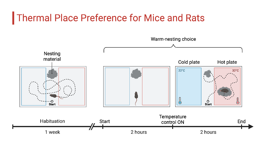 Thermal Place Preference for Mice and Rats | BioRender Science Templates