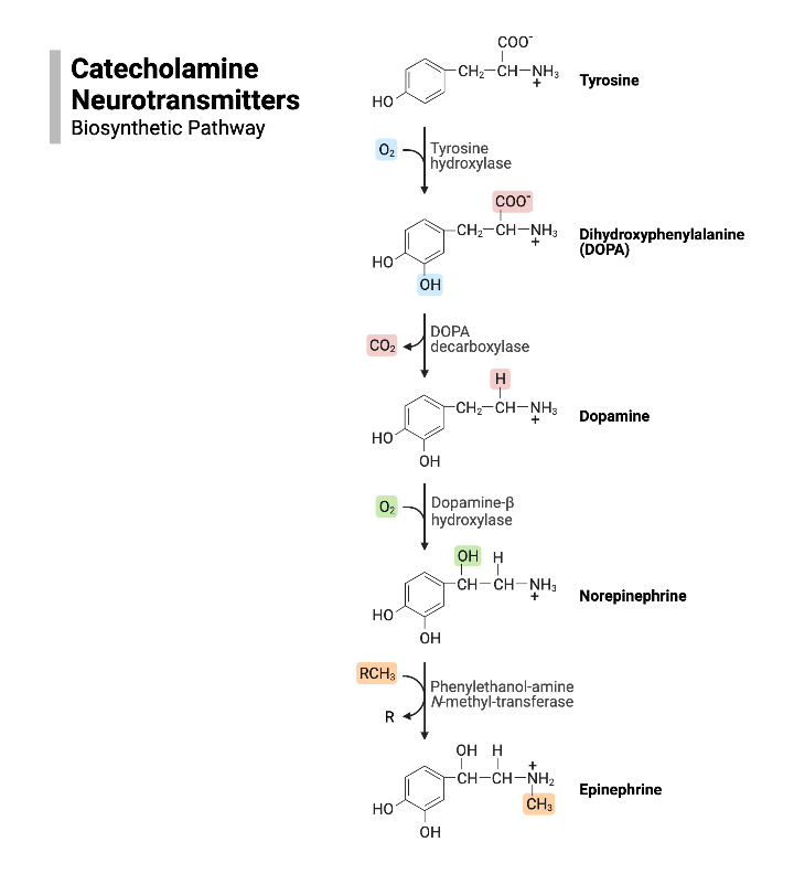 Catecholamine Neurotransmitters - Biosynthetic Pathway | BioRender ...