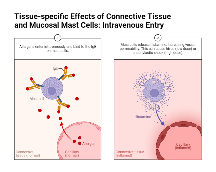Tissue-specific Effects of Connective Tissue and Mucosal Mast Cells ...