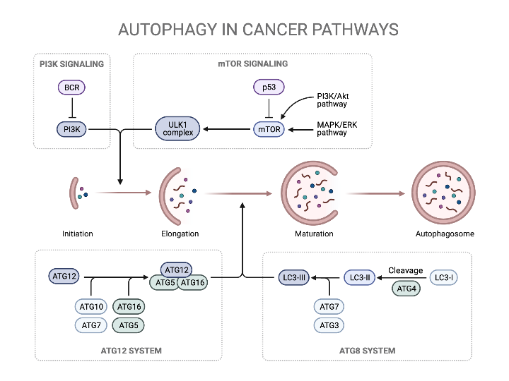 Autophagy in Cancer Pathways | BioRender Science Templates