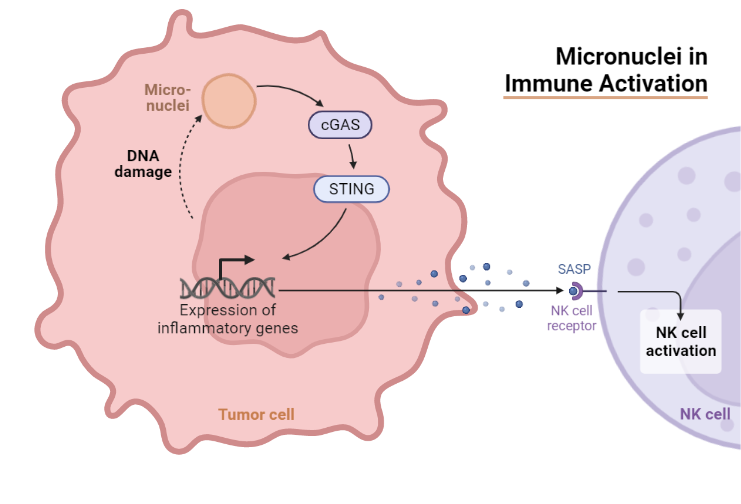 Micronuclei in Immune Activation | BioRender Science Templates