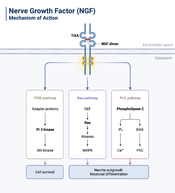 Nerve Growth Factor (NGF) - Mechanism of Action | BioRender Science ...