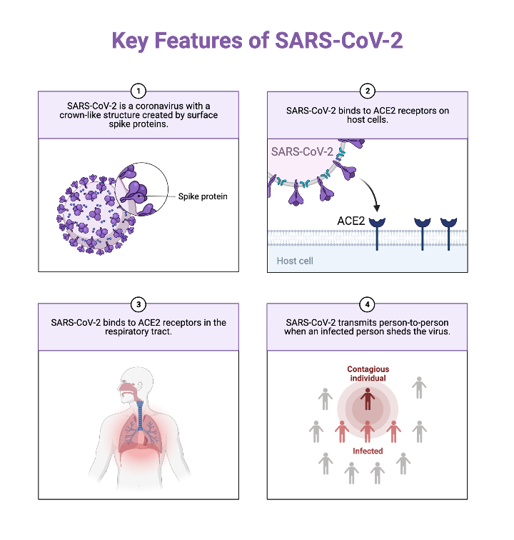Key Features of SARS-CoV-2 | BioRender Science Templates