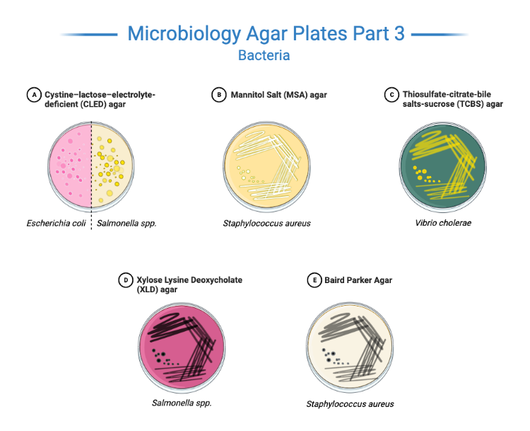 Microbiology Agar Plates - Part 3 | BioRender Science Templates