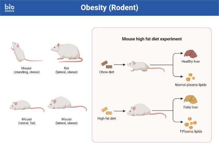 Icon Pack - Obesity (Rodent) | BioRender Science Templates