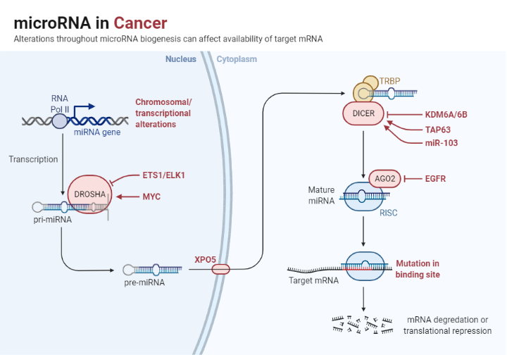 microRNA in Cancer | BioRender Science Templates