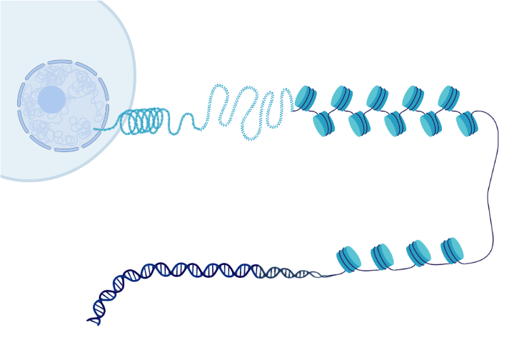 Genomic Architecture (Layout) | BioRender Science Templates
