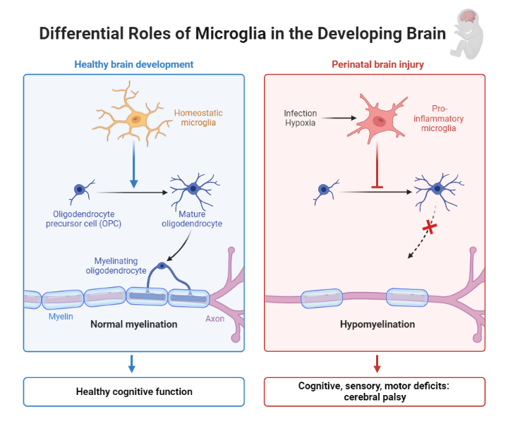 Differential Roles of Microglia in the Developing Brain | BioRender ...