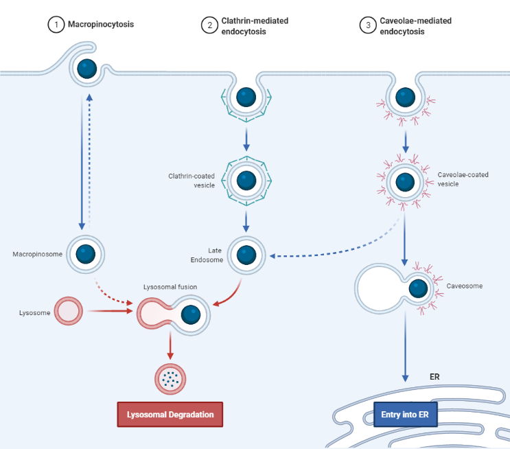 Non-Phagocytic Nanoparticle Internalization Pathways | BioRender ...