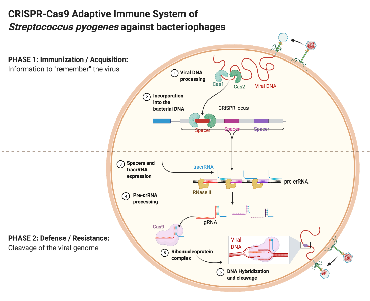 CRISPR-Cas9 Adaptive Immune System of Streptococcus pyogenes Against ...