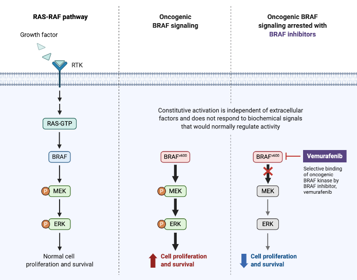 Vemurafenib in Oncogenic BRAF Signaling Pathway in Melanoma | BioRender ...