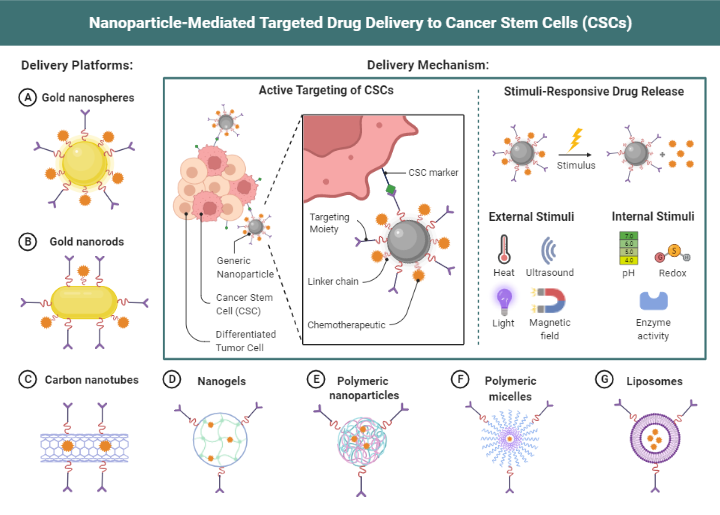 Nanoparticle-Mediated Targeted Drug Delivery to Cancer Stem Cells ...