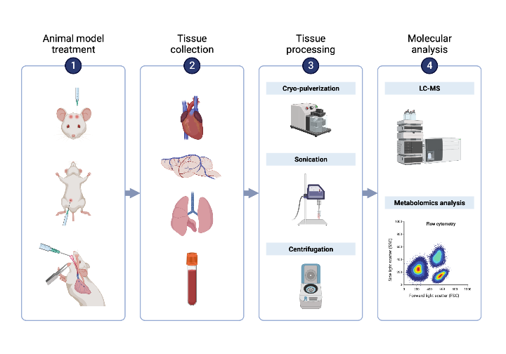 Mice Metabolomics Studies General Workflow | BioRender Science Templates