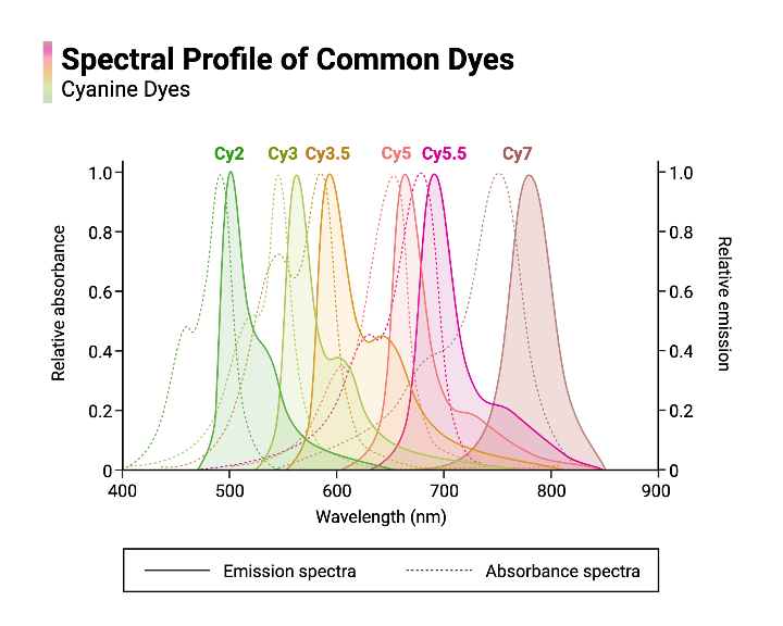 Spectral Profile Of Common Dyes Cyanine Dyes Biorender Science
