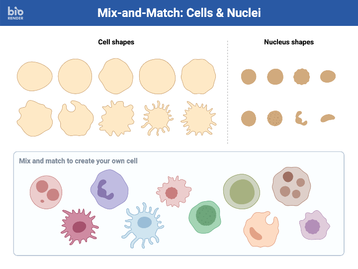 Mix-and-Match: Cells & Nuclei | BioRender Science Templates