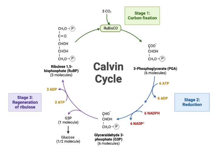 Calvin Cycle | BioRender Science Templates