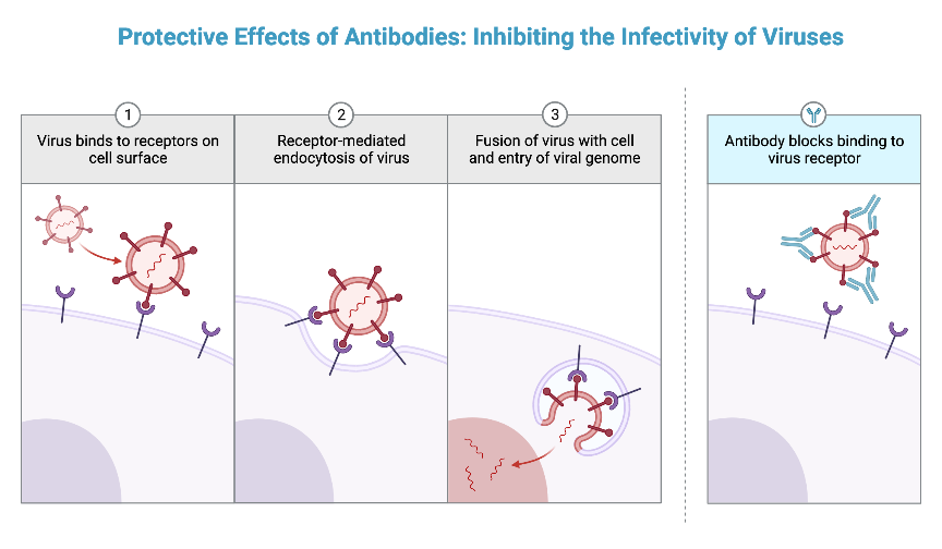 Protective Effects of Antibodies: Inhibiting the Infectivity of Viruses ...