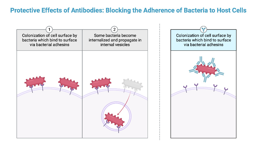 Protective Effects of Antibodies: Blocking the Adherence of Bacteria to ...