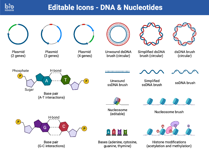 Editable Icons - DNA & Nucleotides | BioRender Science Templates