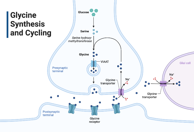 Glycine Synthesis and Cycling | BioRender Science Templates