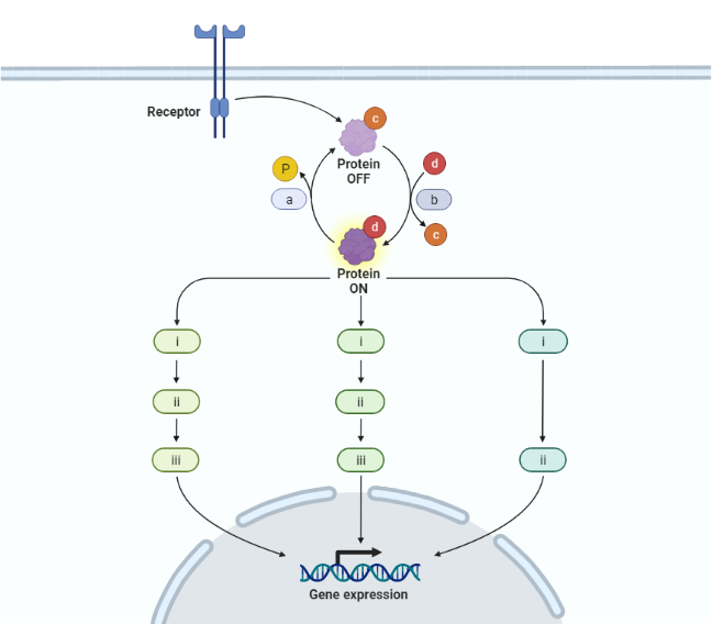 Intracellular Layout - GTPase Pathway | BioRender Science Templates