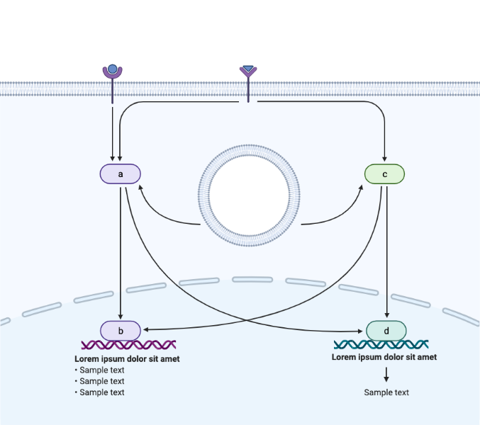 Intracellular Layout - Receptor Signaling from Plasma Membrane to ...