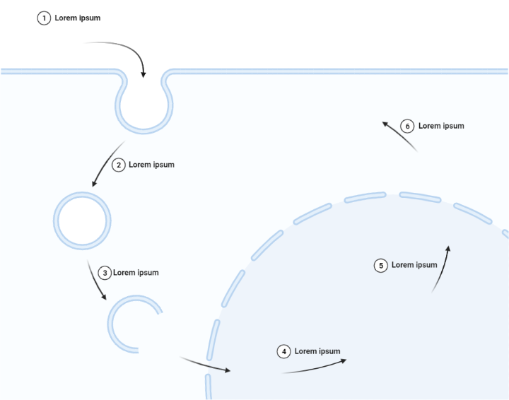 Intracellular Layout - Endocytosis Pathway | BioRender Science Templates