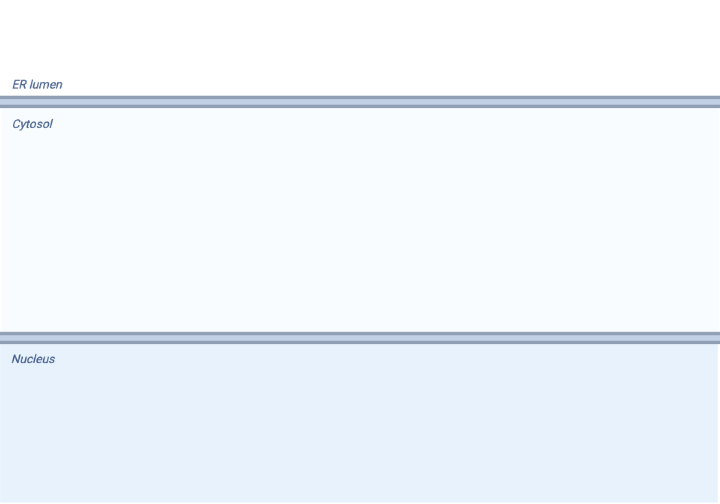 Intracellular Layout - Endoplasmic Reticulum and Nucleus | BioRender ...