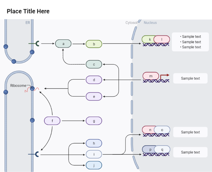 Intracellular Layout - Endoplasmic Reticulum Signaling to Nucleus ...