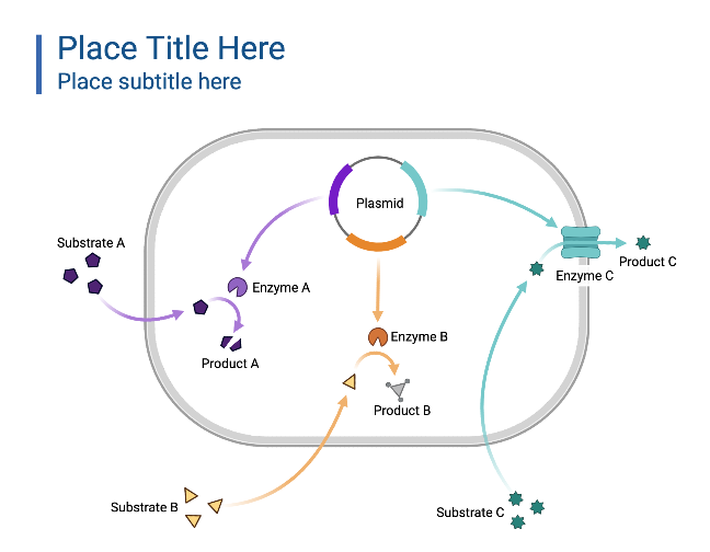 Enzymatic Pathways Comparison (Layout) | BioRender Science Templates