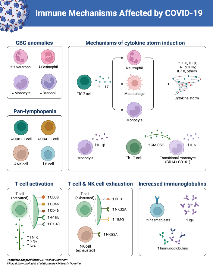 Immune Mechanisms Affected By Covid 19 Biorender Science Templates