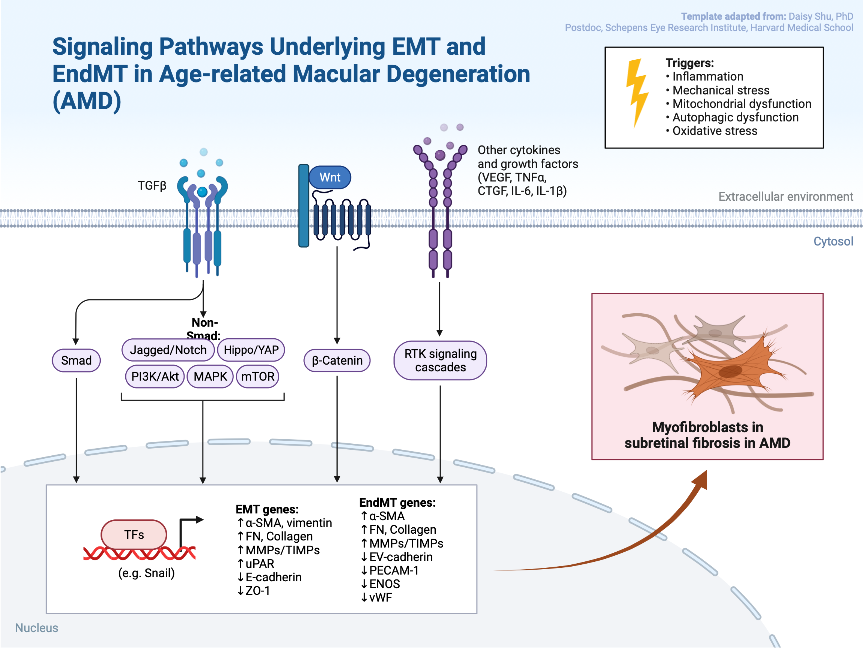 Signaling Pathways Underlying EMT and EndMT in Age-related Macular ...