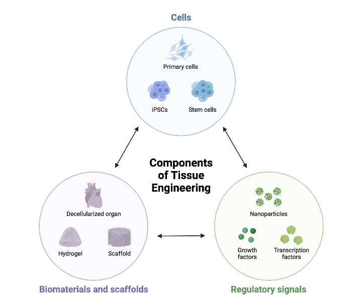 Components of Tissue Engineering | BioRender Science Templates