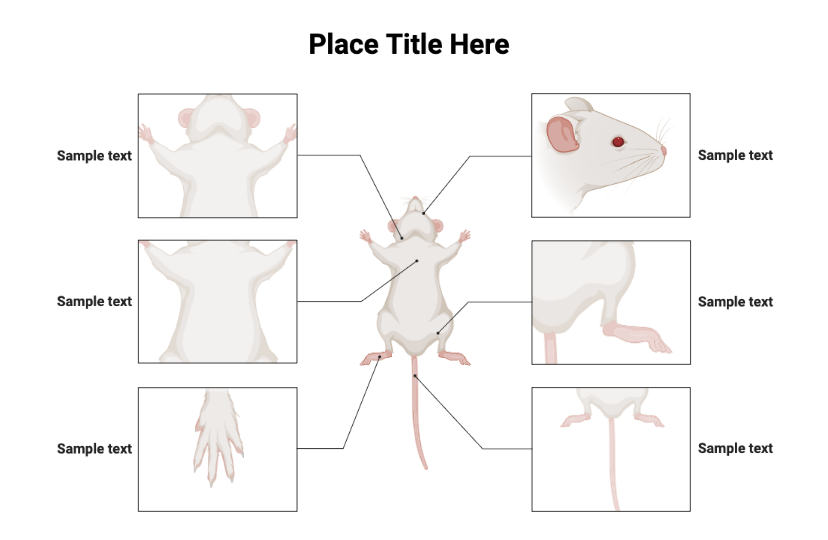 Supine Mouse with 6 Callouts (Layout) | BioRender Science Templates