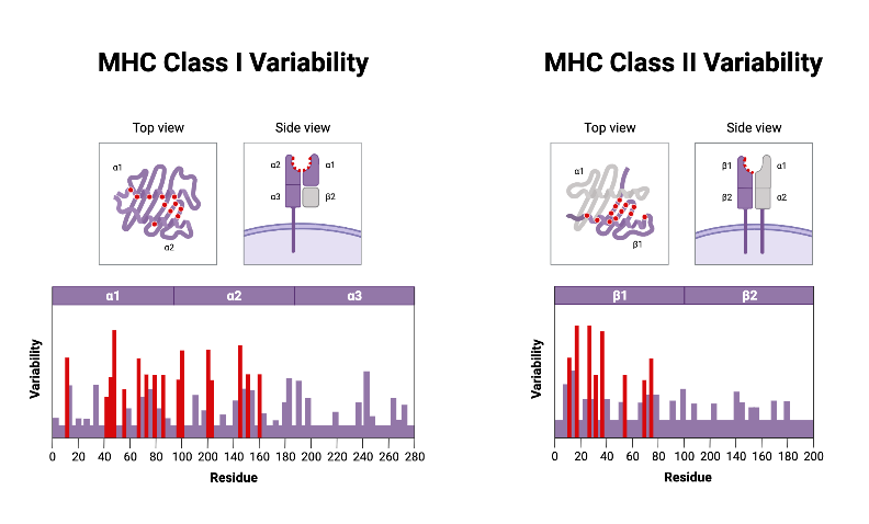 Variability Within MHC Class I and Class II | BioRender Science Templates