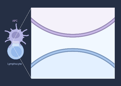Zoom-in Panel (2 Cells) | BioRender Science Templates