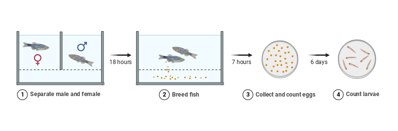 Fish Breeding Procedure | BioRender Science Templates