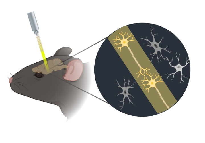 Optogenetics 2 | BioRender Science Templates