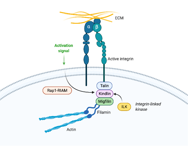 Kindlin and ILK Interaction in Integrin Activation | BioRender Science ...